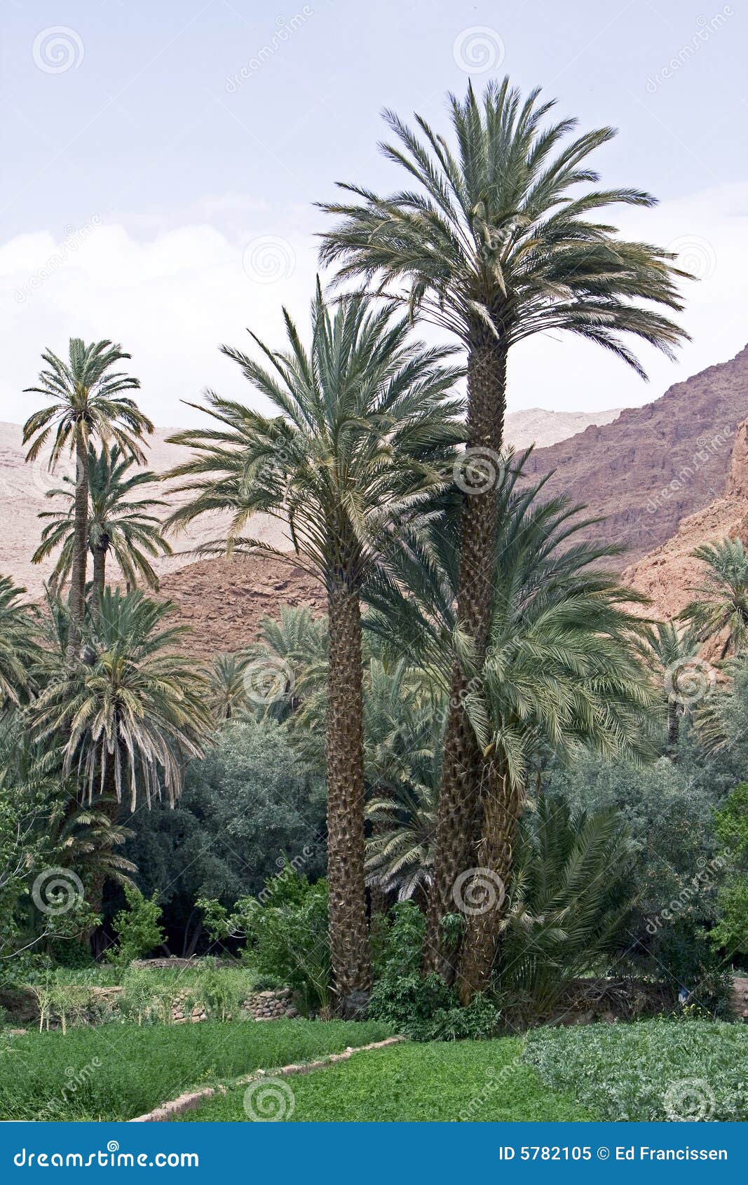 Date plantations stock image. Image of sahara, fruit, atlas - 5782105