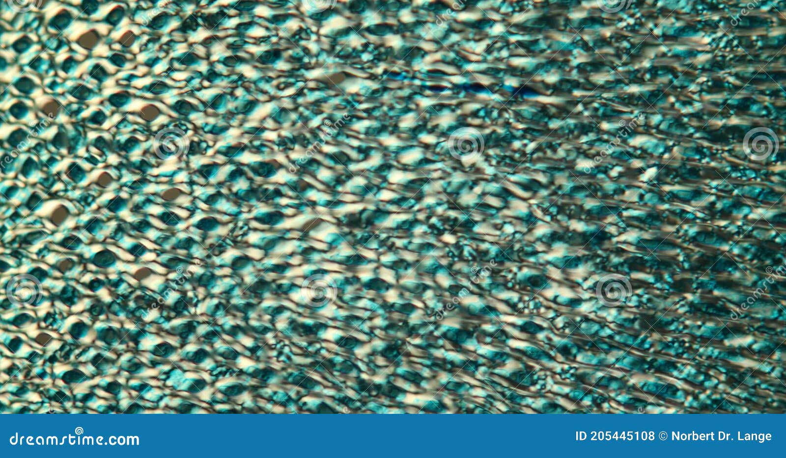 Date pulp stock footage. Video of blue, digestion, support - 205445108