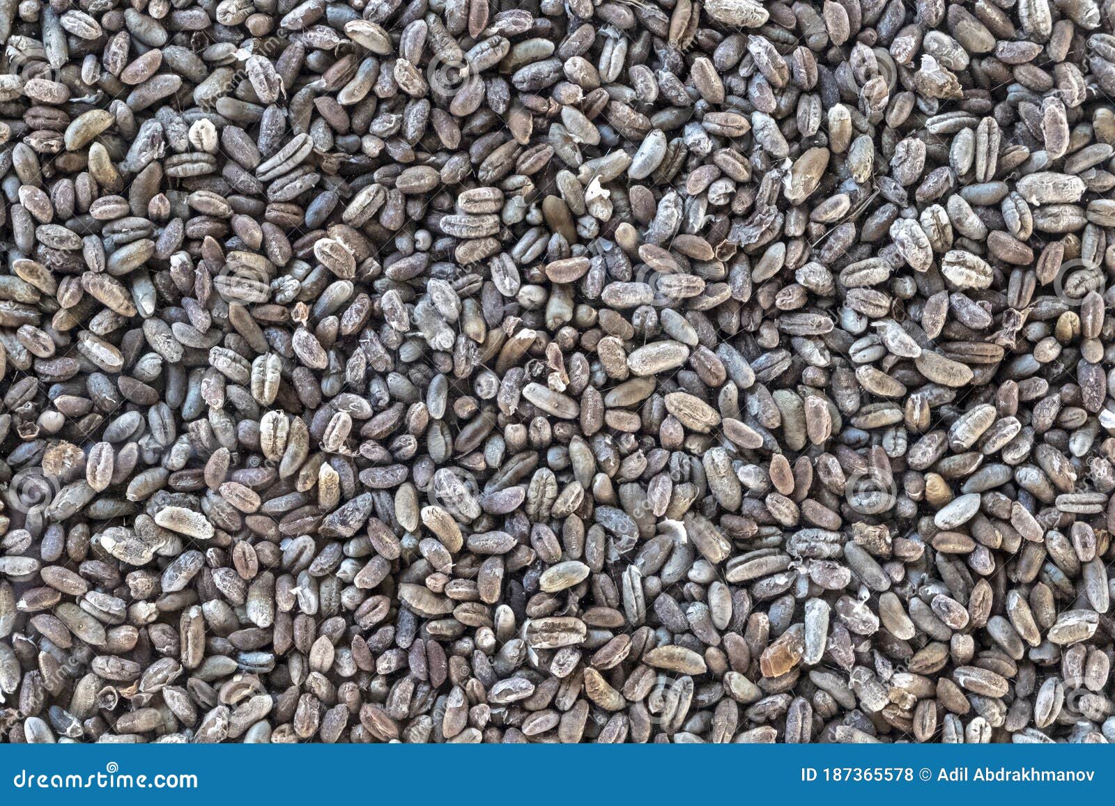 Date Seeds Background. Biofuel Component. Stock Photo - Image of seed ...