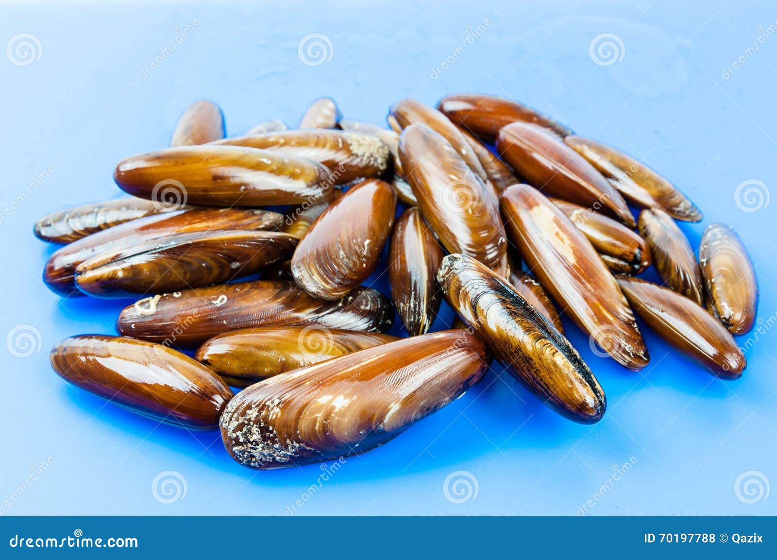 Date shell stock photo. Image of starter, date, gourmet - 70197788
