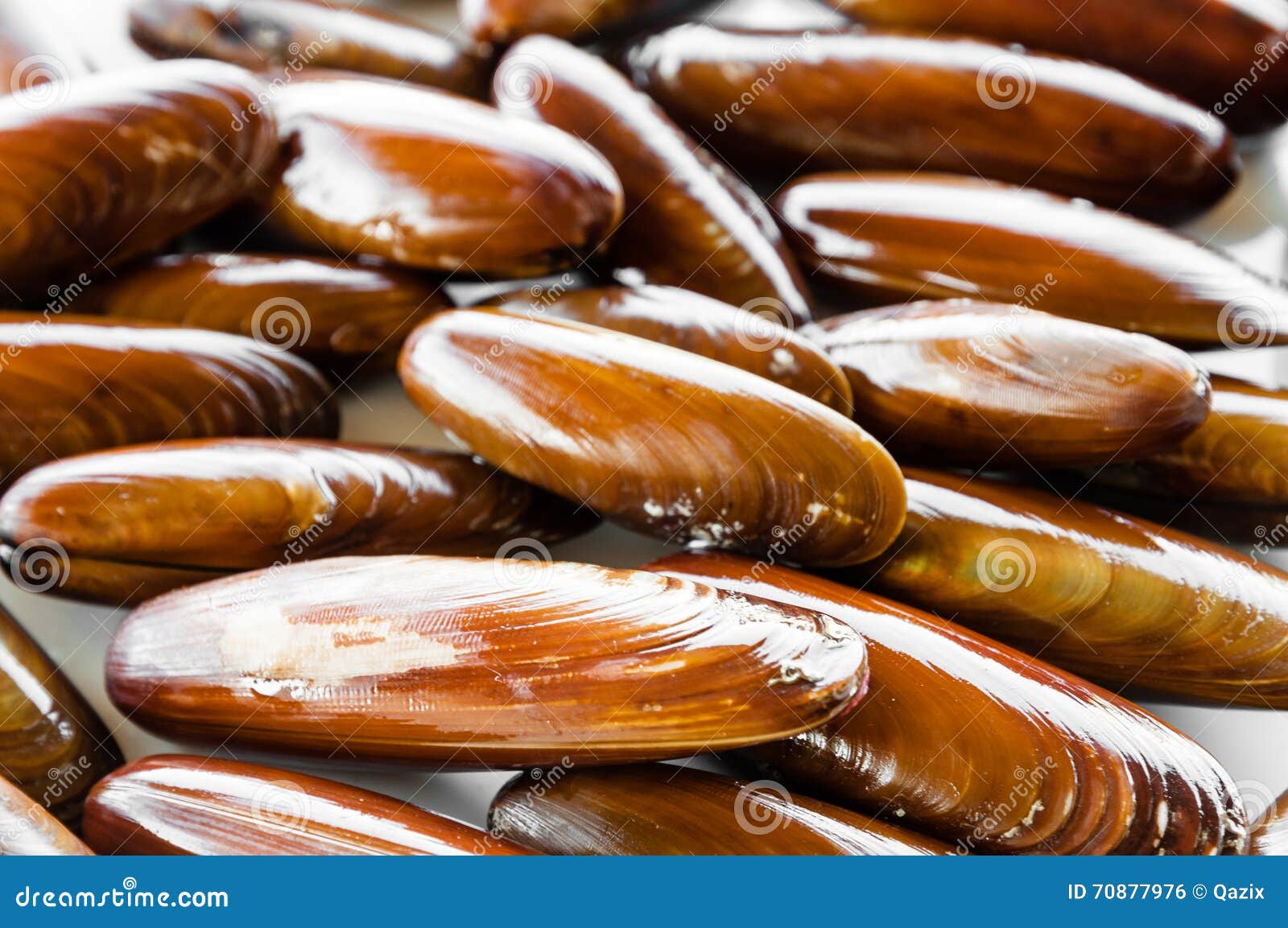 Date shell stock photo. Image of mollusk, traditional - 70877976