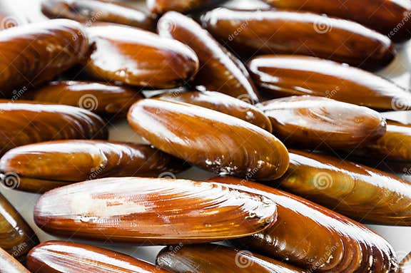 Date shell stock photo. Image of mollusk, traditional - 70877976