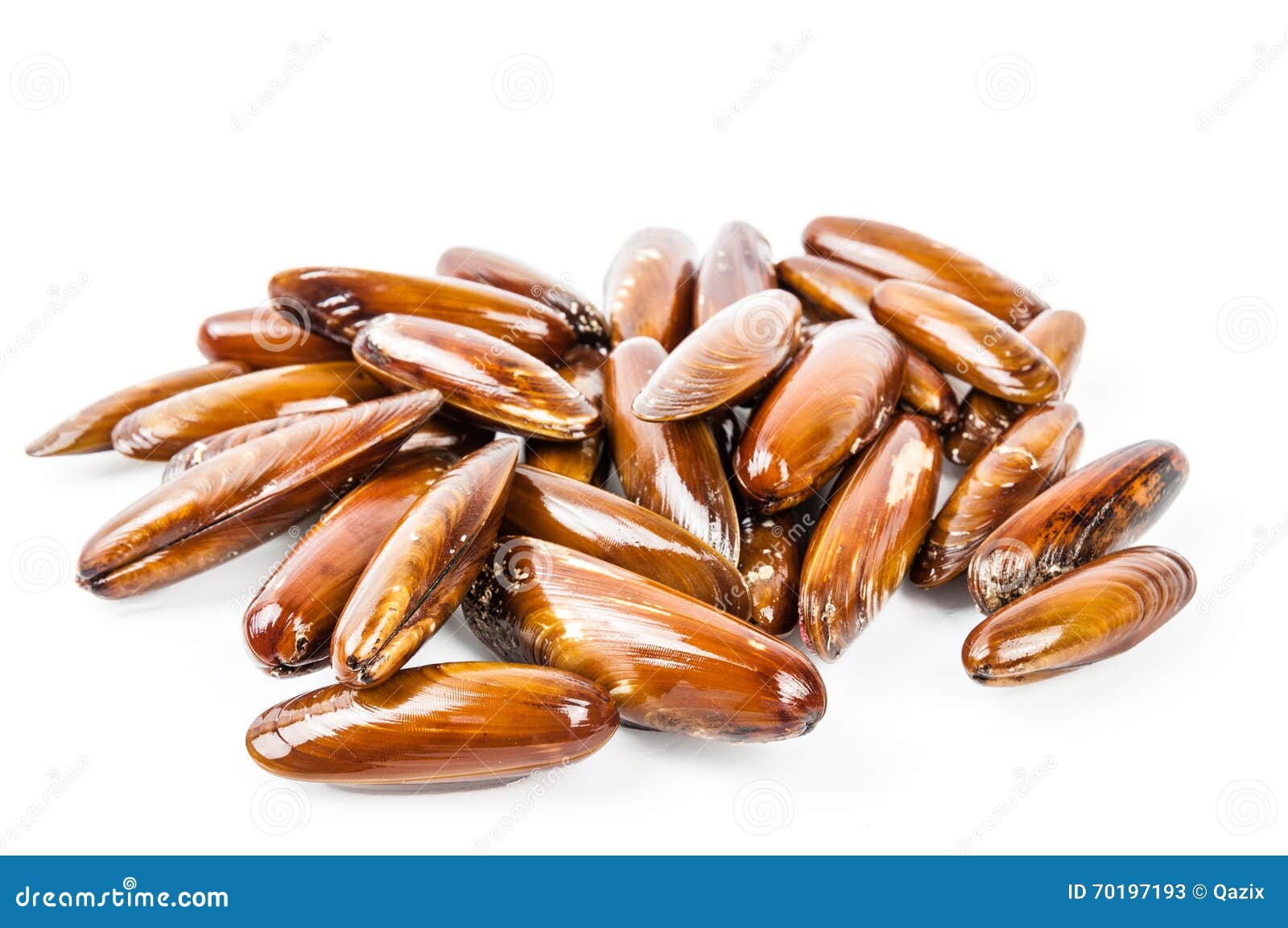 Date shell stock image. Image of gourmet, shells, aphrodisiac - 70197193