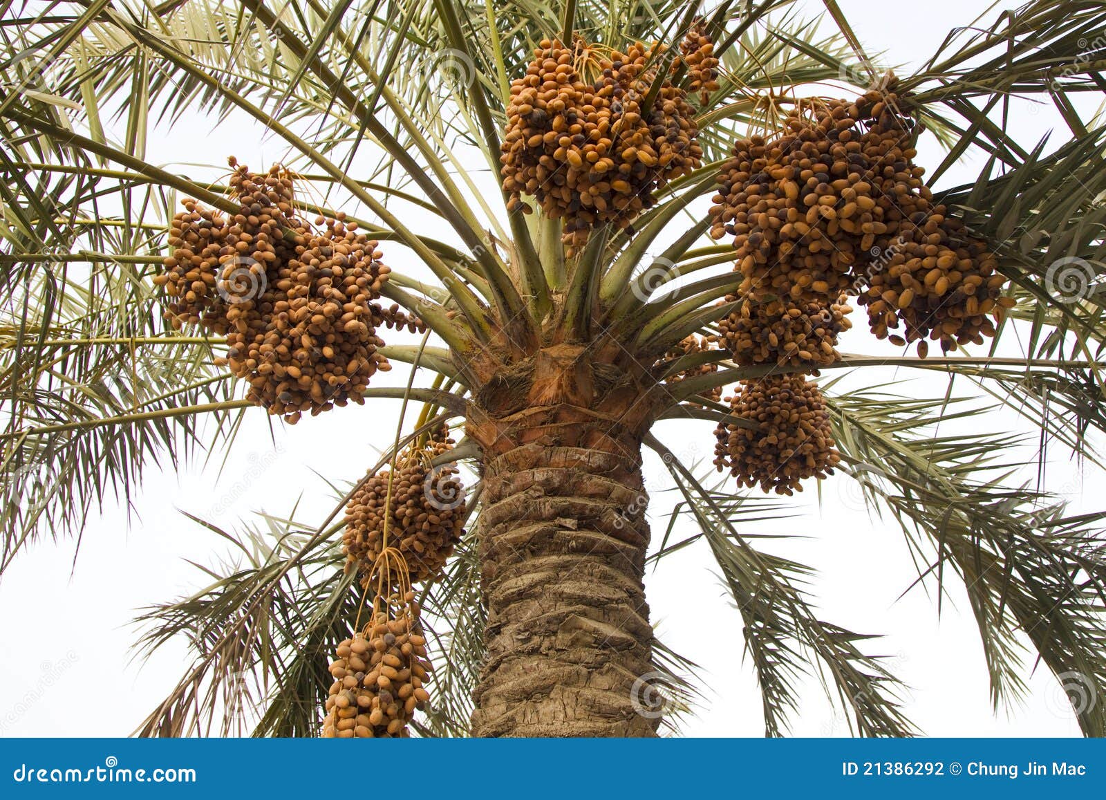Date Su Un Albero Della Palma Da Datteri Fotografia Stock - Immagine di ...