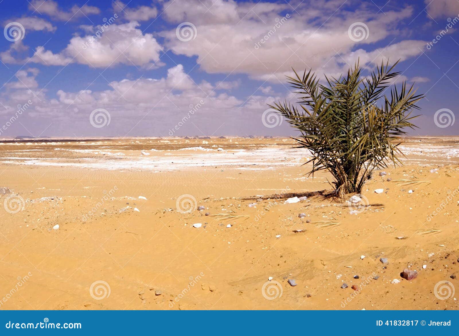 Date tree stock image. Image of geology, adventure, barren - 41832817