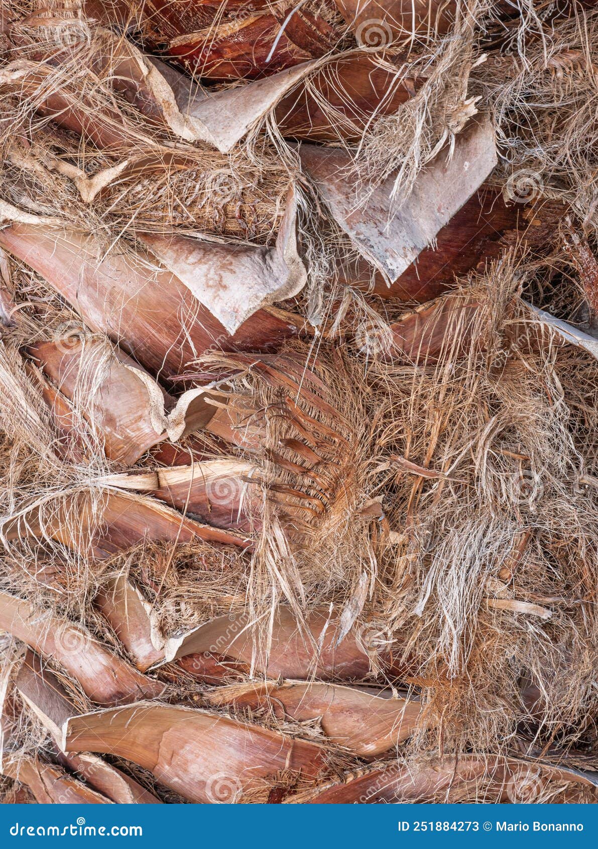 Date Tree As a Background. Nature Concept Stock Image - Image of middle ...