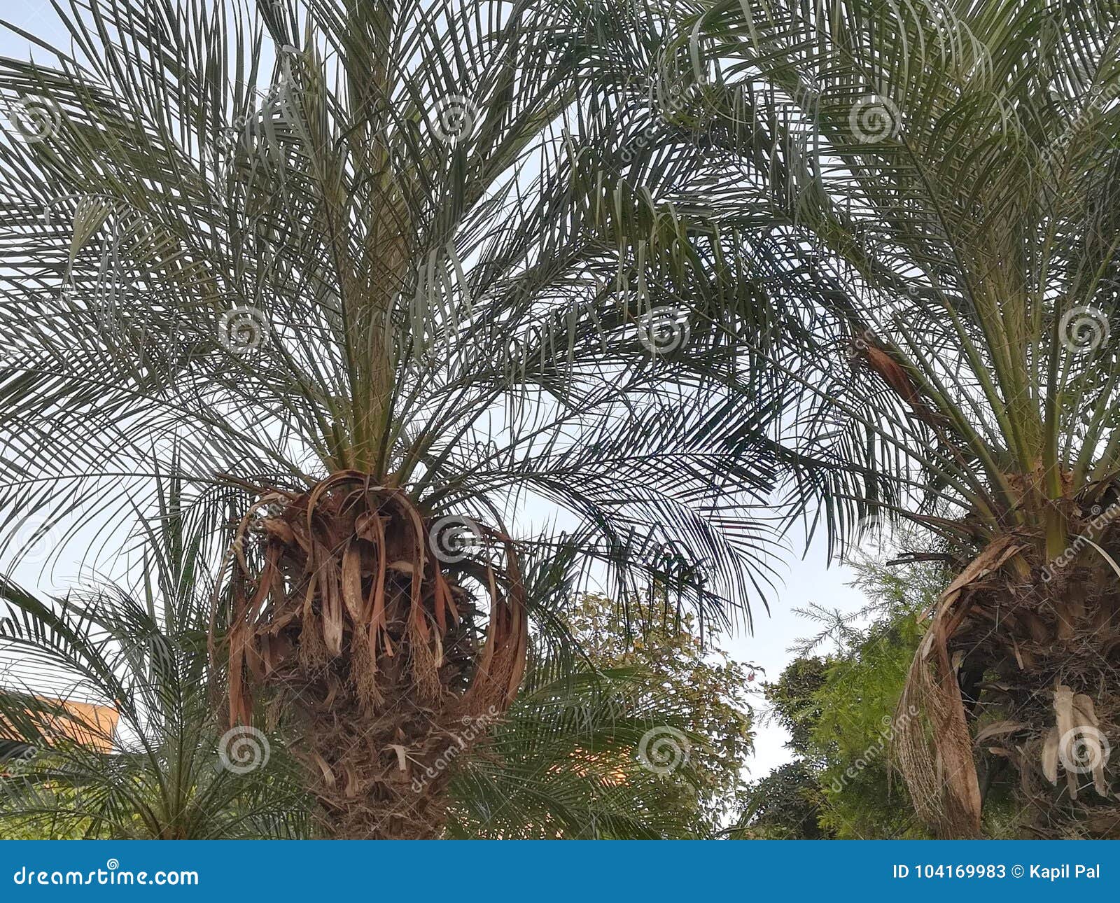 Date tree stock image. Image of tree, branches, date - 104169983