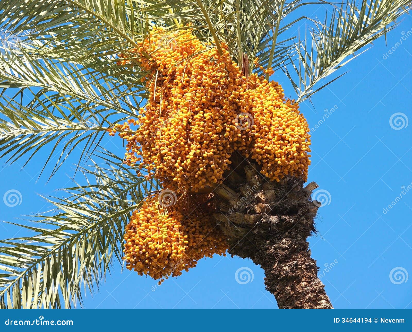 Date tree stock photo. Image of desert, kimiri, healthy - 34644194