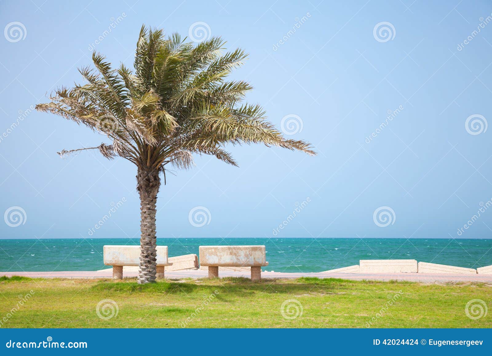 Date Tree on Coast of Persian Gulf, Saudi Arabia Stock Photo - Image of ...