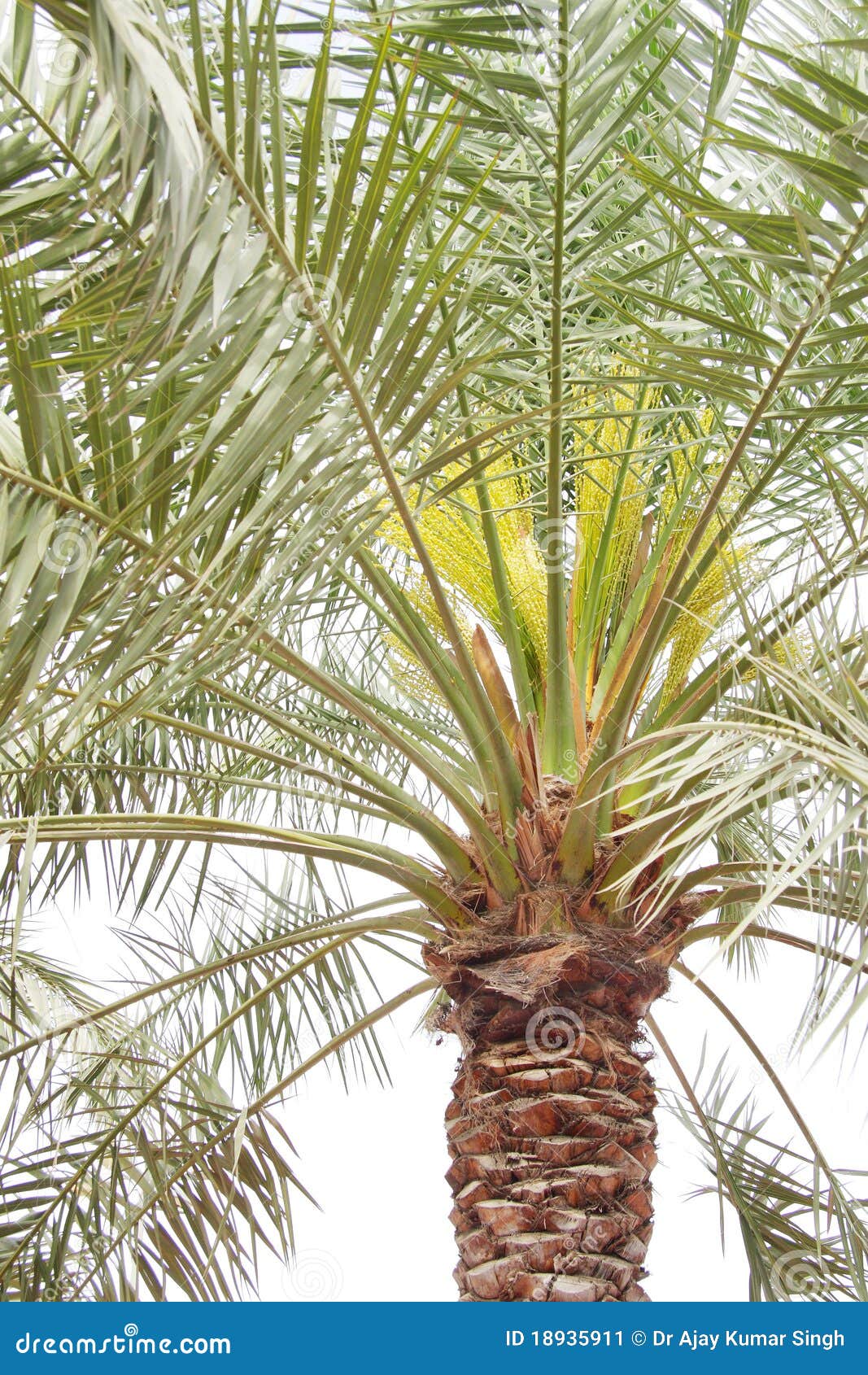 Date Tree with Flowers and Buds Stock Image - Image of arabian, branch ...