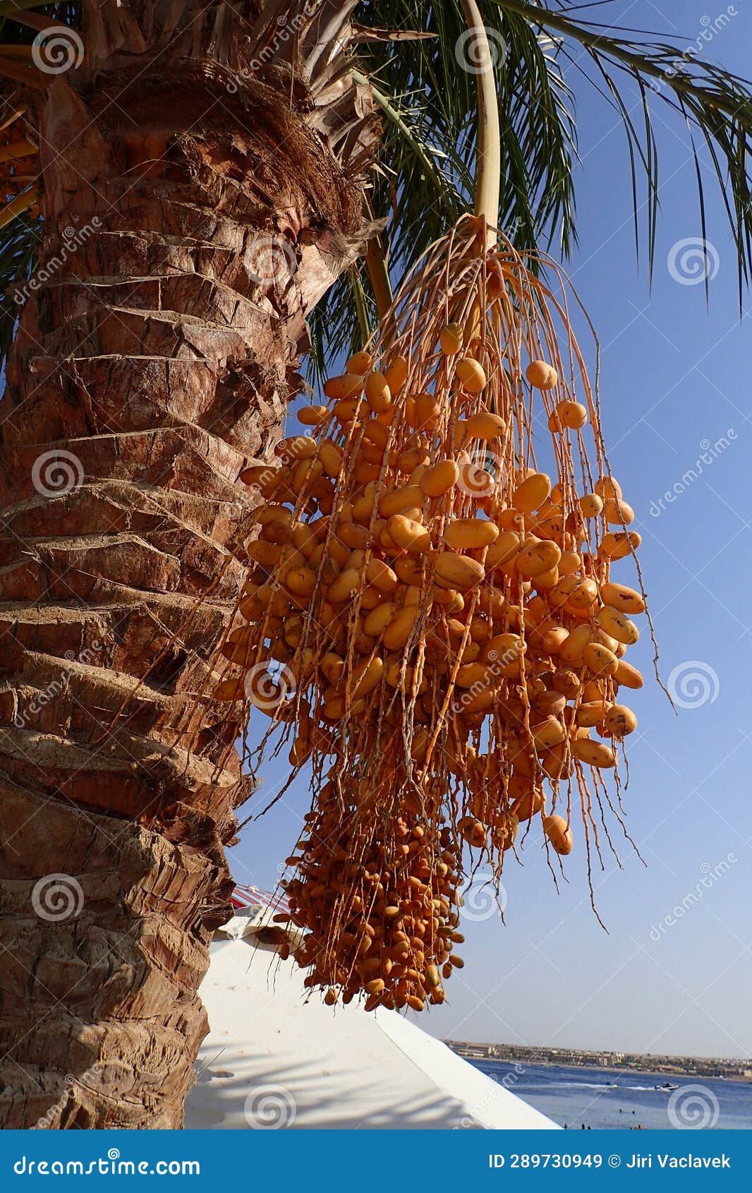 Date tree with fruits stock image. Image of healthy - 289730949