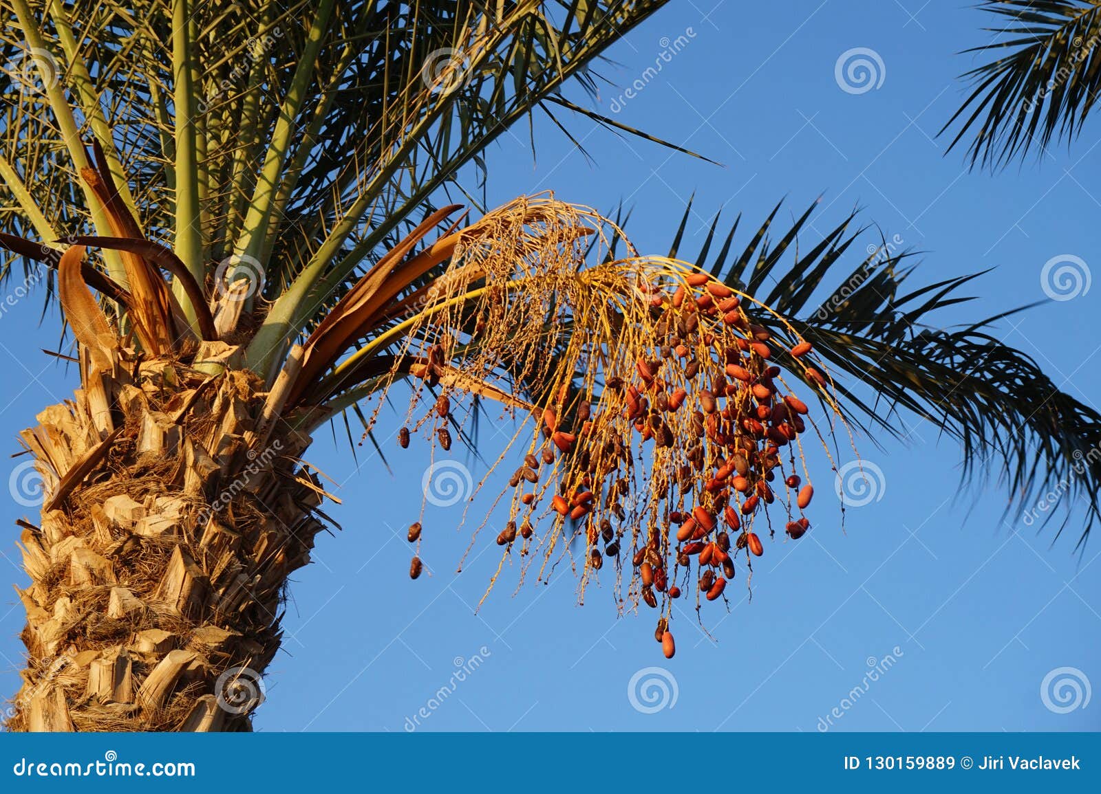 Date tree fruits stock image. Image of outdoor, food - 130159889