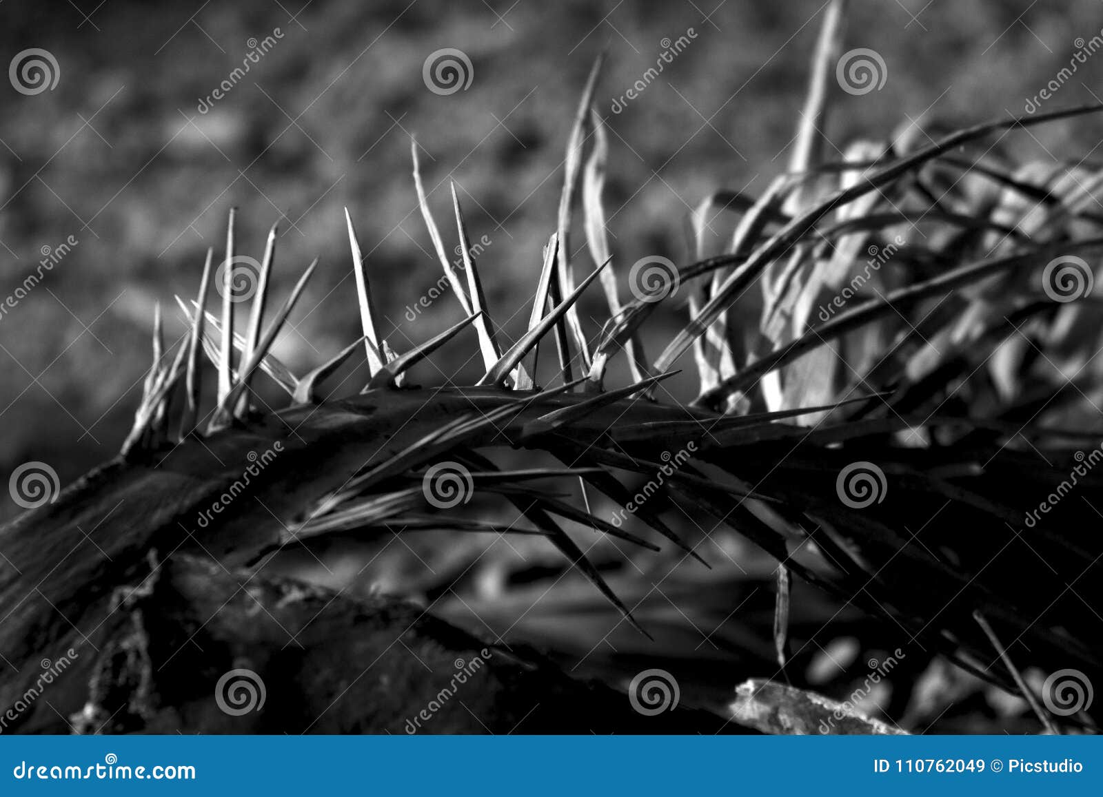 Date tree leaf stock image. Image of dead, sharp, tree - 110762049