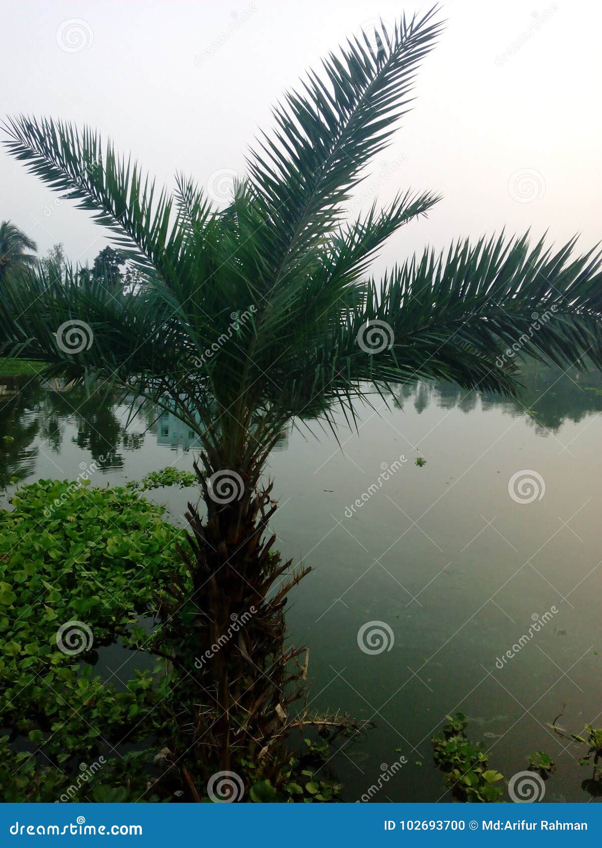 Date tree stock photo. Image of water, date, fall, little - 102693700