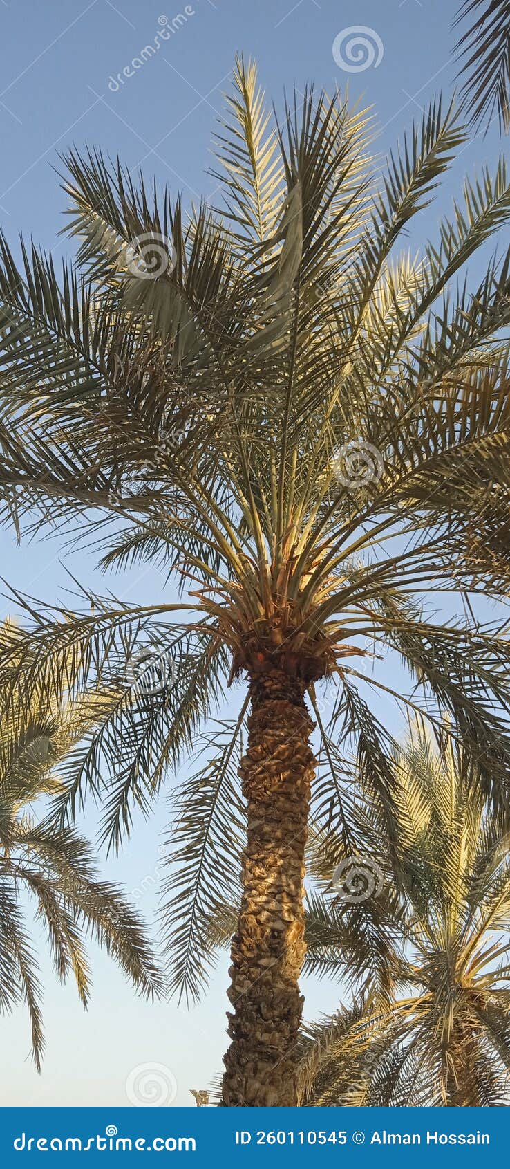 This Date Tree are Looking Beautiful Stock Image - Image of wind, tree ...