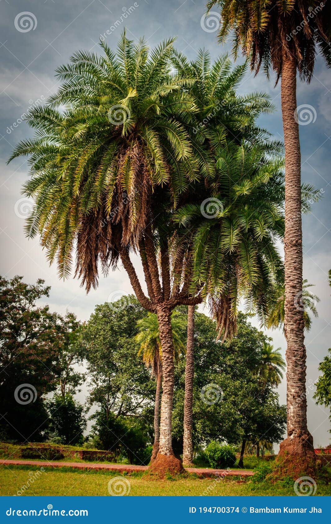 Date Tree Multiple Trunk in Single Rooted Tree Stock Photo - Image of ...