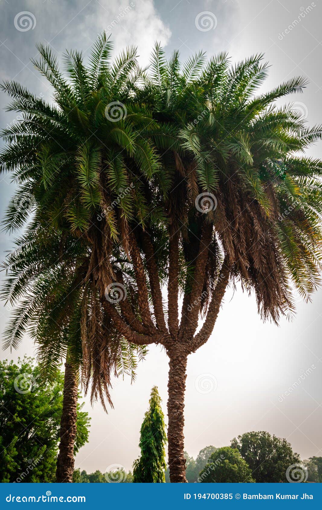Date Tree Multiple Trunk in Single Rooted Tree Stock Image - Image of ...