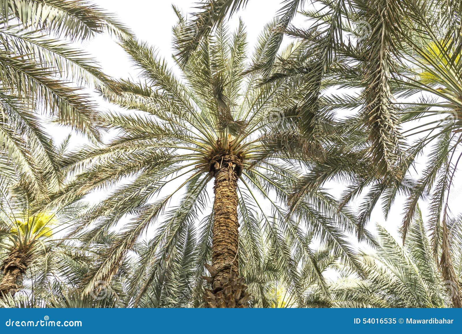 Date tree stock image. Image of earth, recreation, desert - 54016535