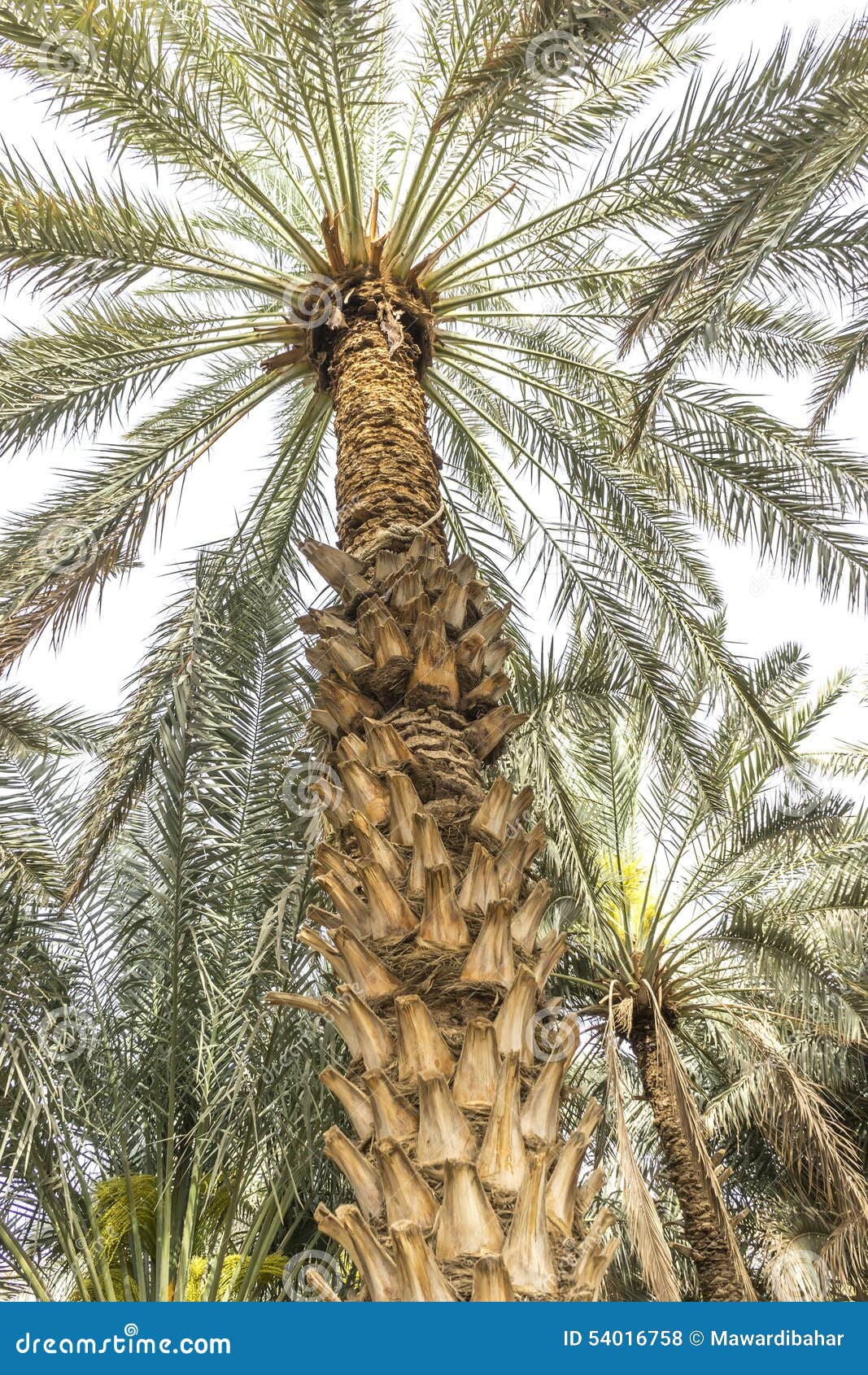 Date tree stock photo. Image of close, recreation, travel - 54016758