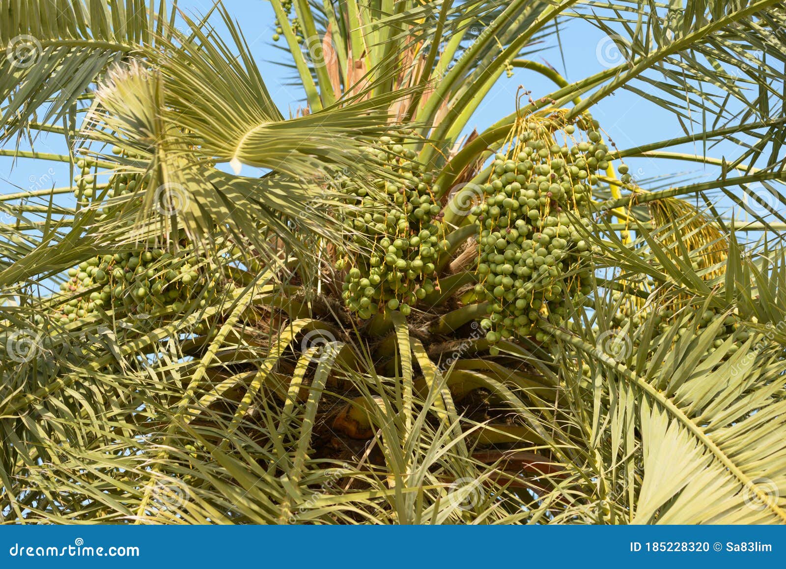 Date Tree In Park, Near Stone Arches, Grass And Steps Stock Photo ...