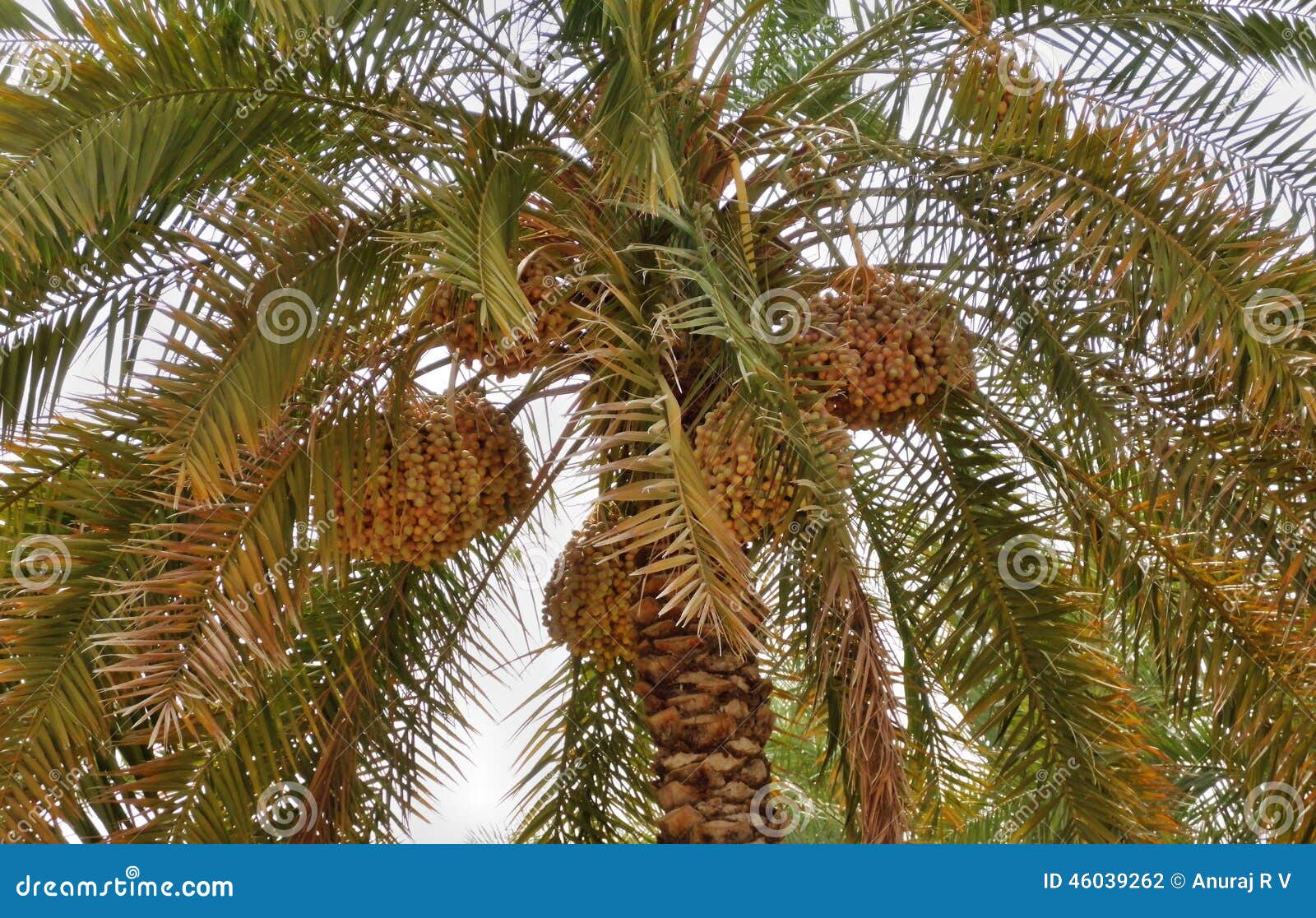 Date Tree stock photo. Image of leaves, food, emirates - 46039262