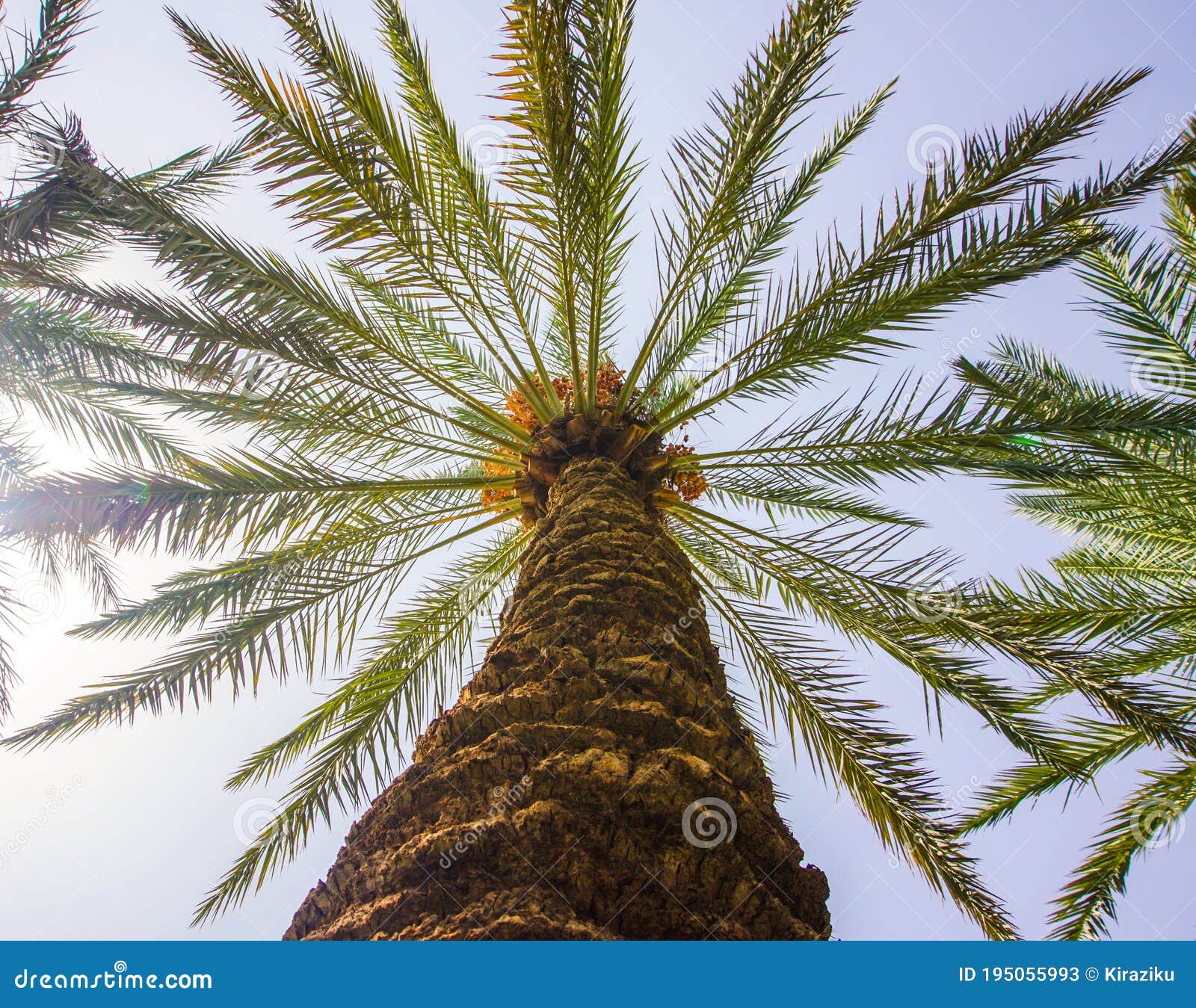 Date tree in saudi arabia stock image. Image of date - 195055993