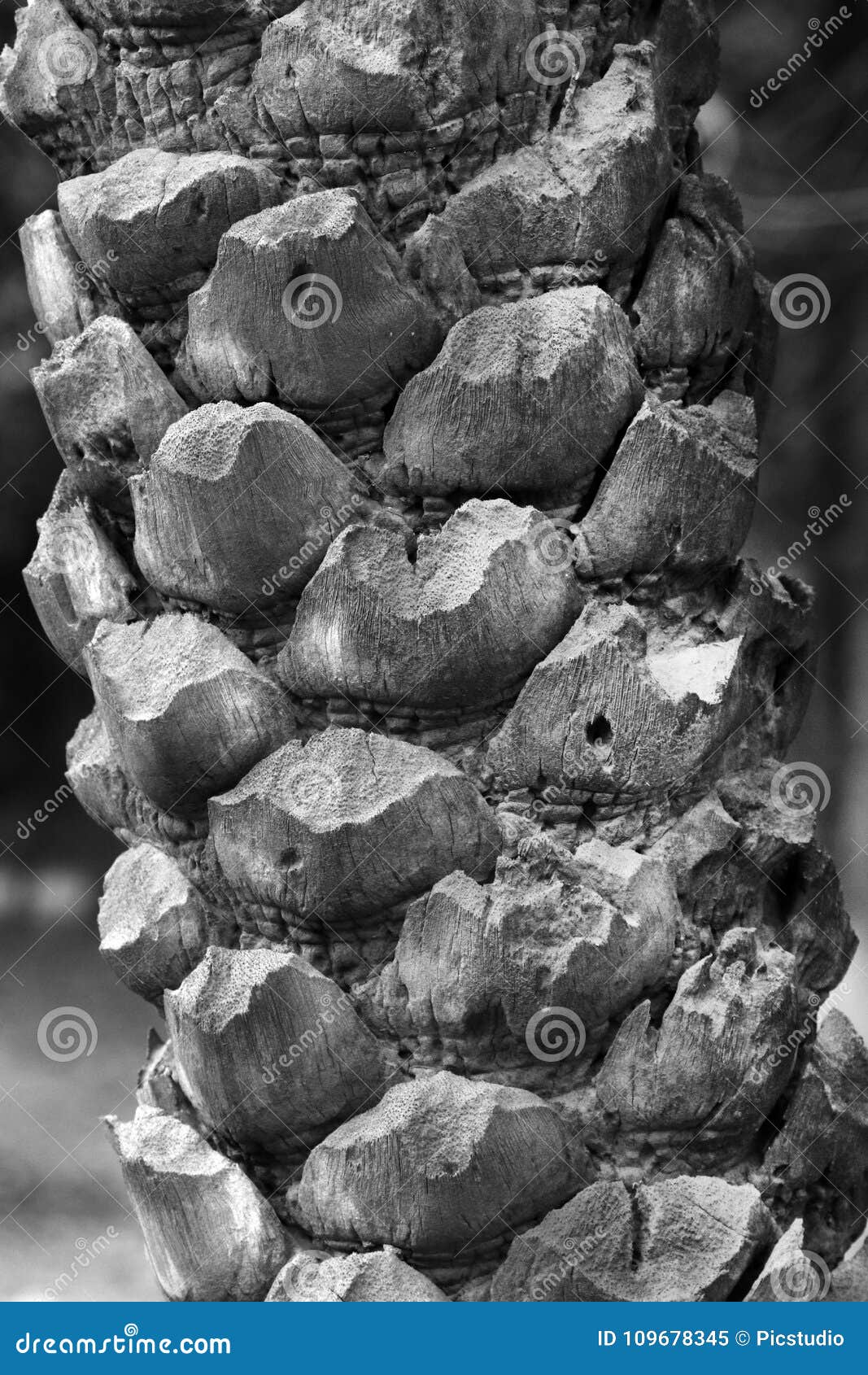 Date tree trunk stock image. Image of wood, closeup - 109678345