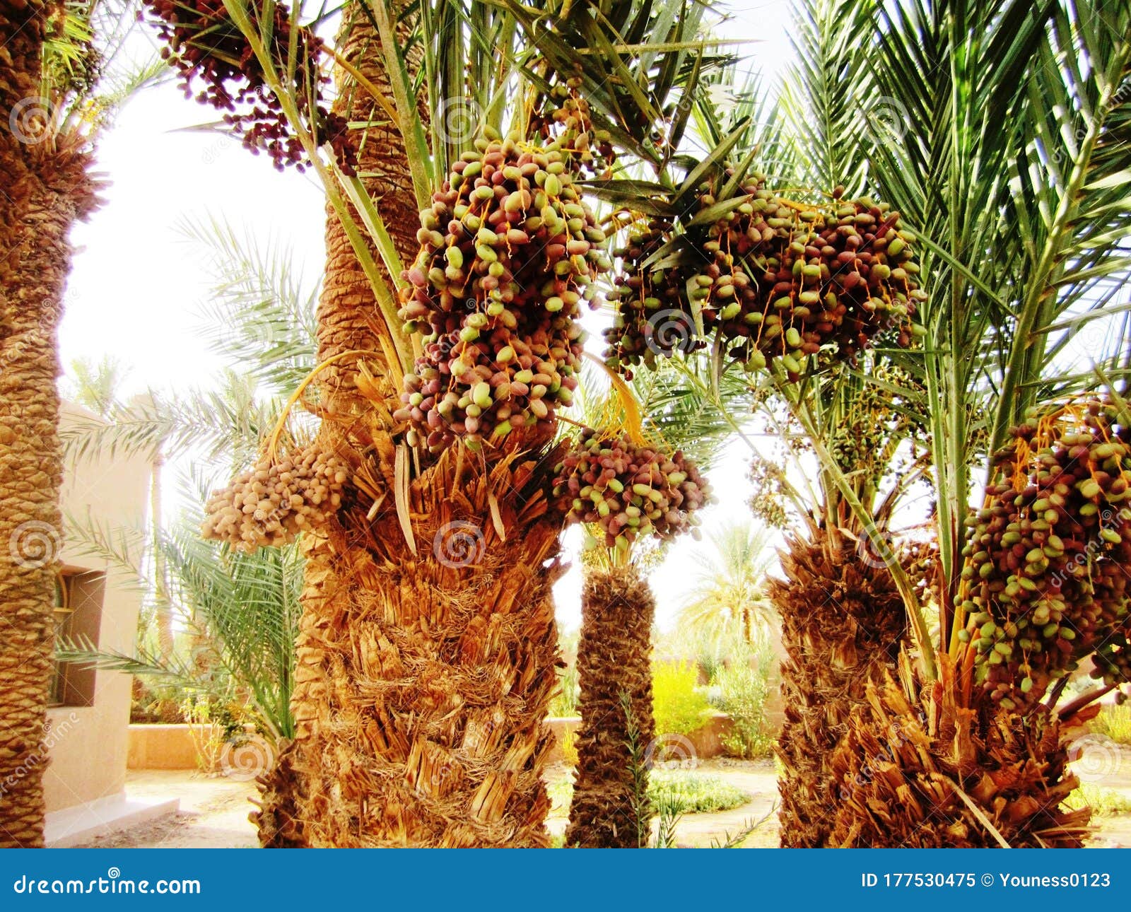 Date tree stock image. Image of cultivated, advantage - 177530475