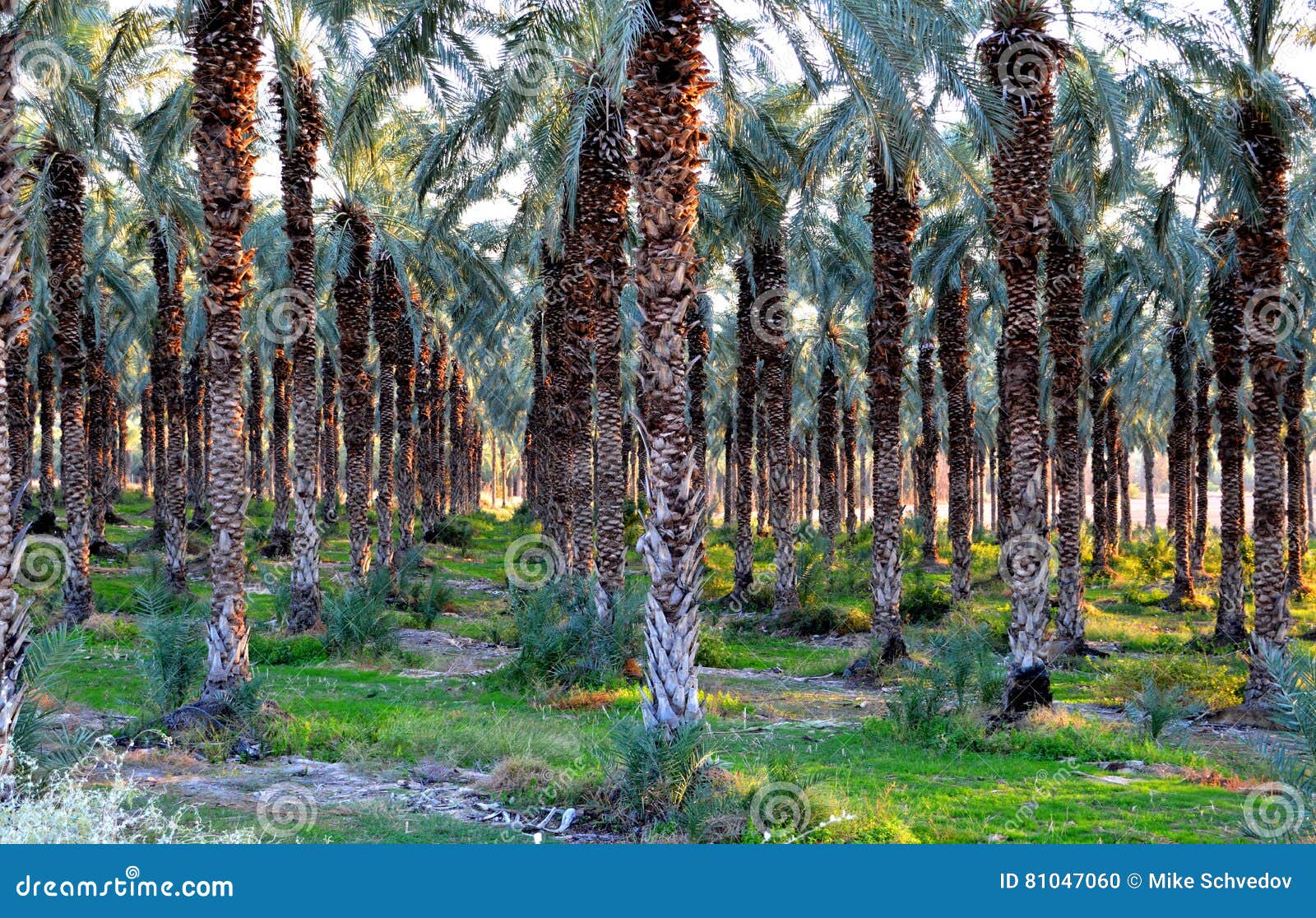 Date Trees in the Jordan Valley. Stock Photo - Image of orchard, fruit ...