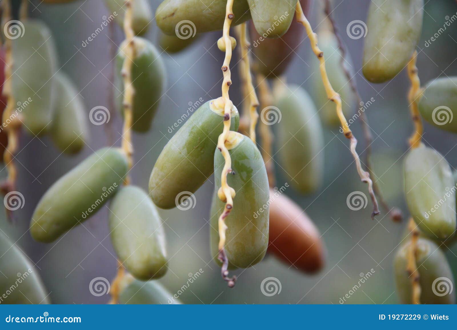 Dates stock image. Image of fresh, food, paste, dates - 19272229