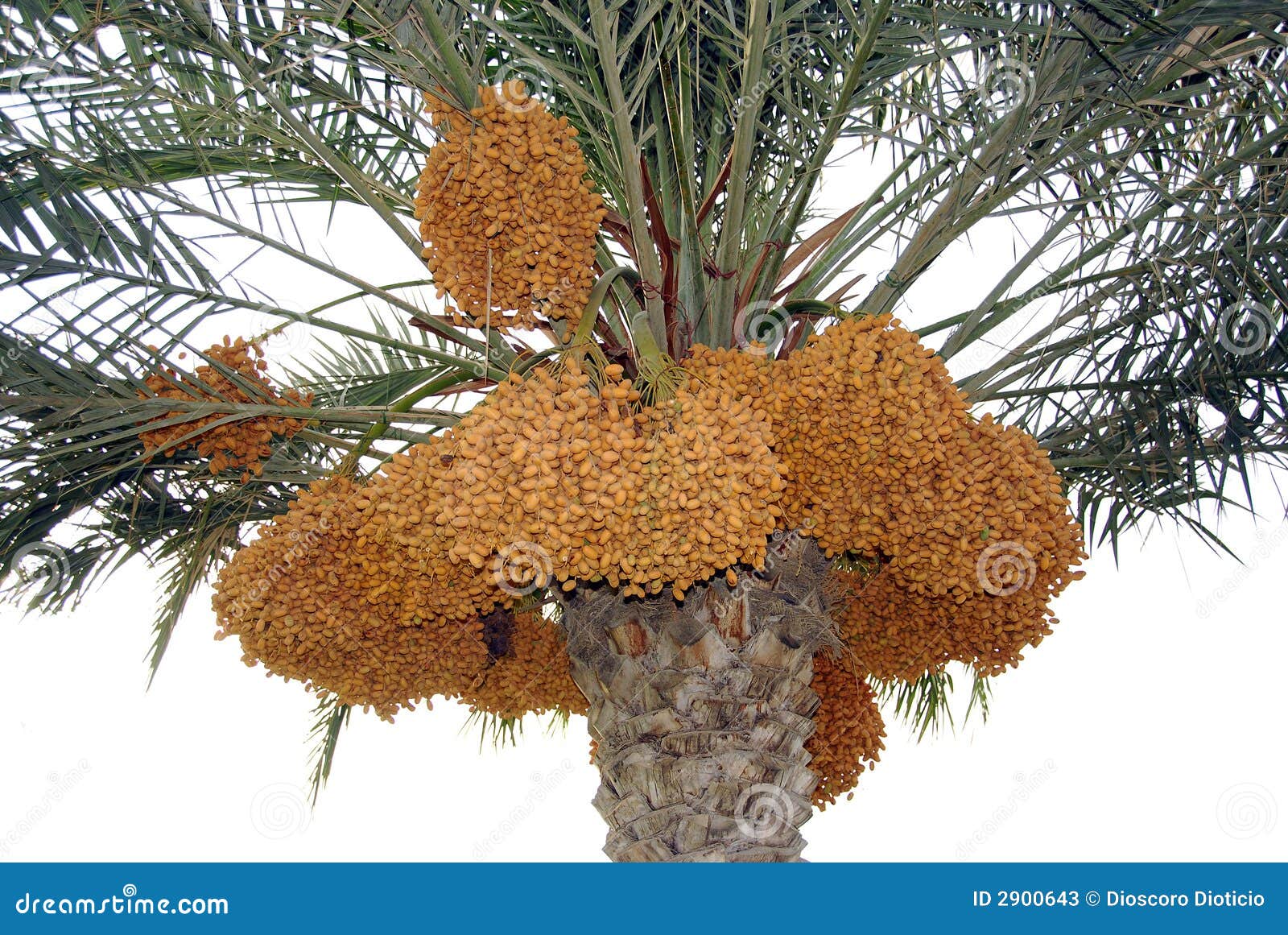 Dates stock image. Image of tradition, emirates, arab - 2900643