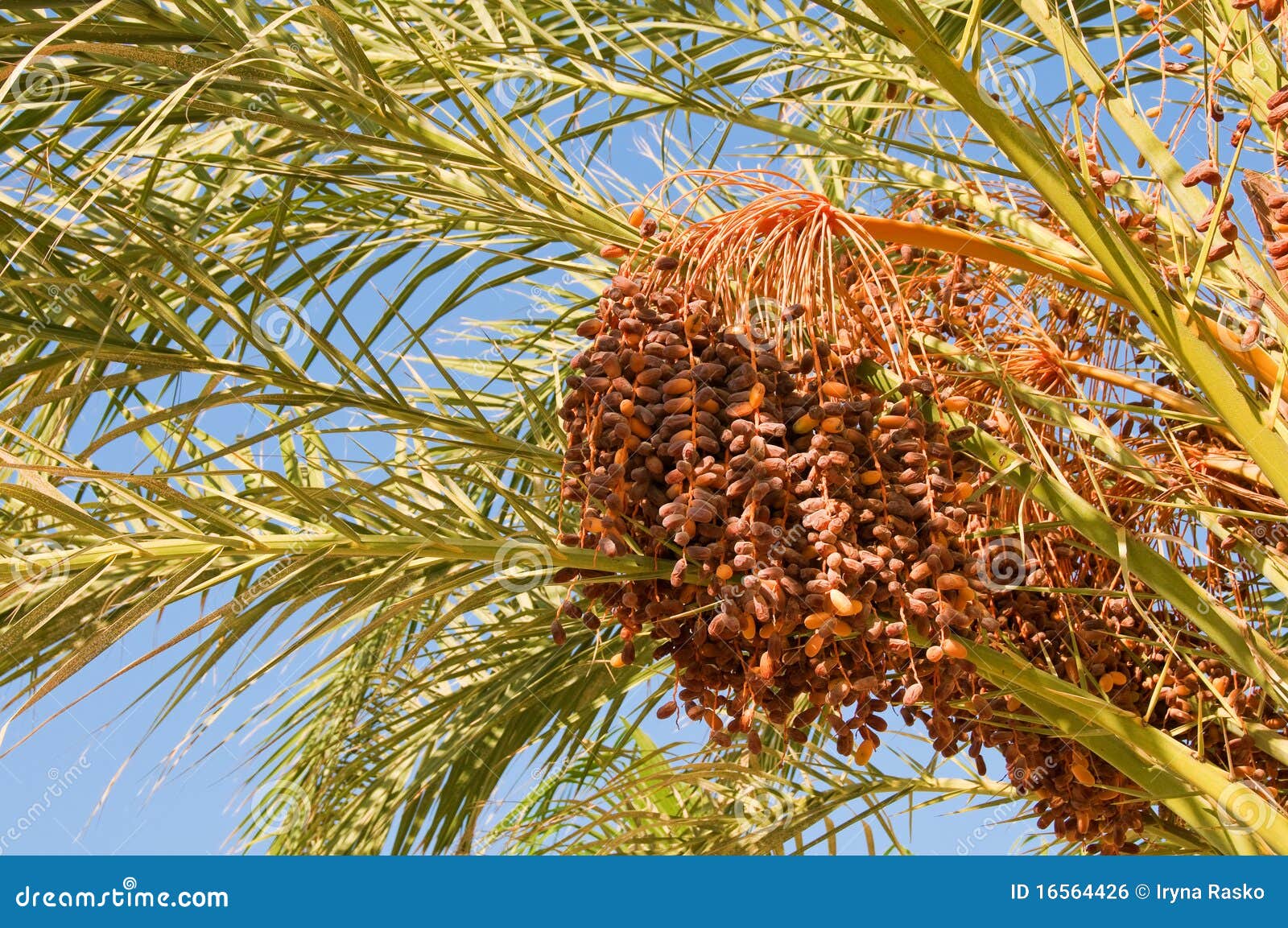 Dates branch stock photo. Image of gourmet, destinations - 16564426