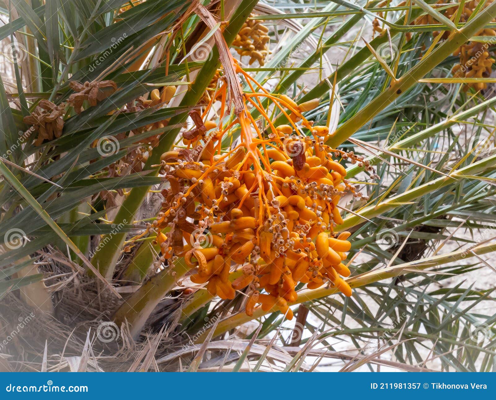 Dates on a branch stock image. Image of east, growing - 211981357