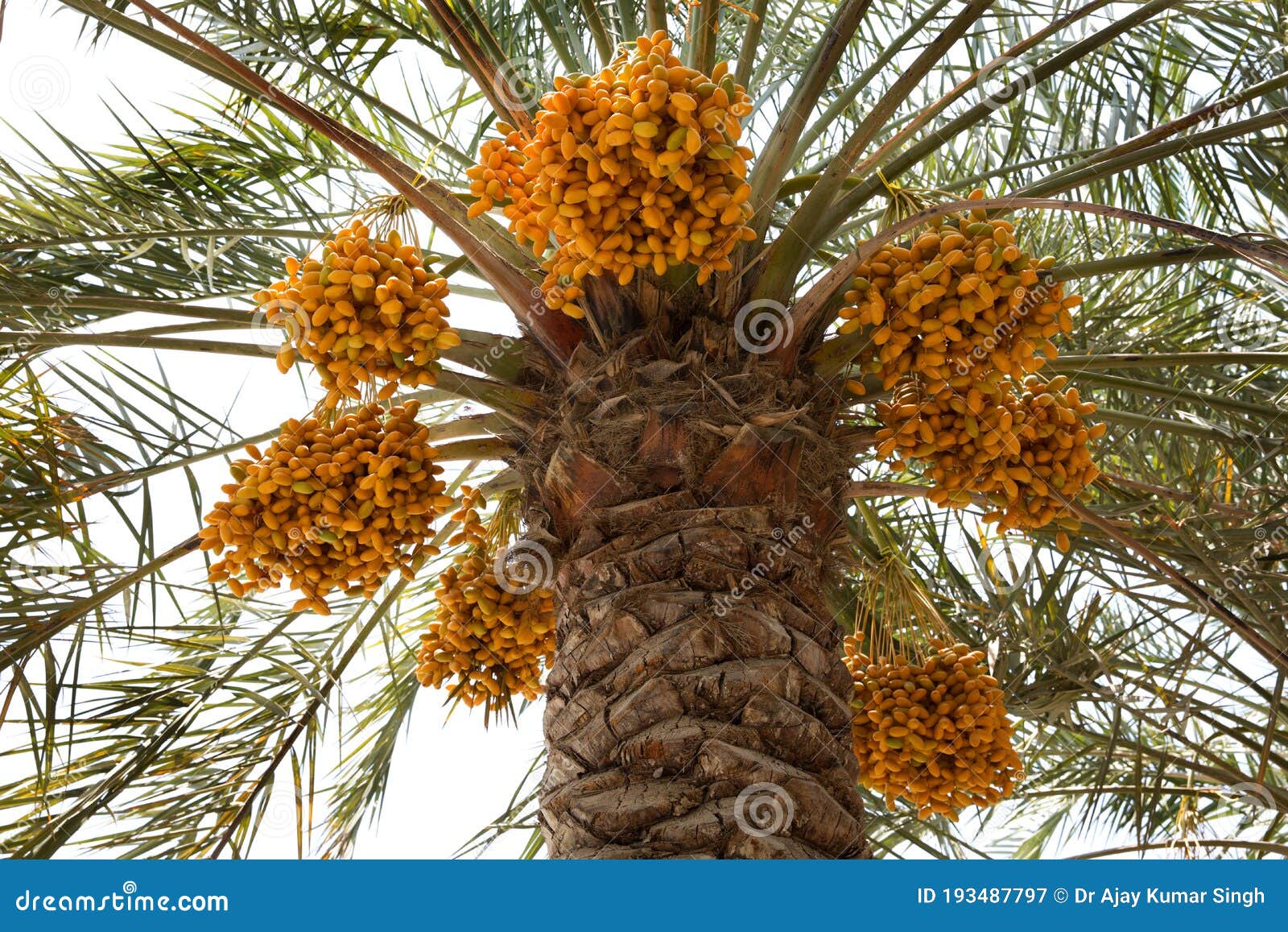 Dates clusters on tree stock image. Image of farming - 193487797