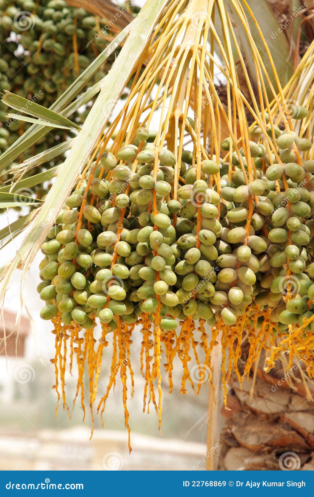 Dates clusters stock image. Image of monocotyledons, needle - 22768869