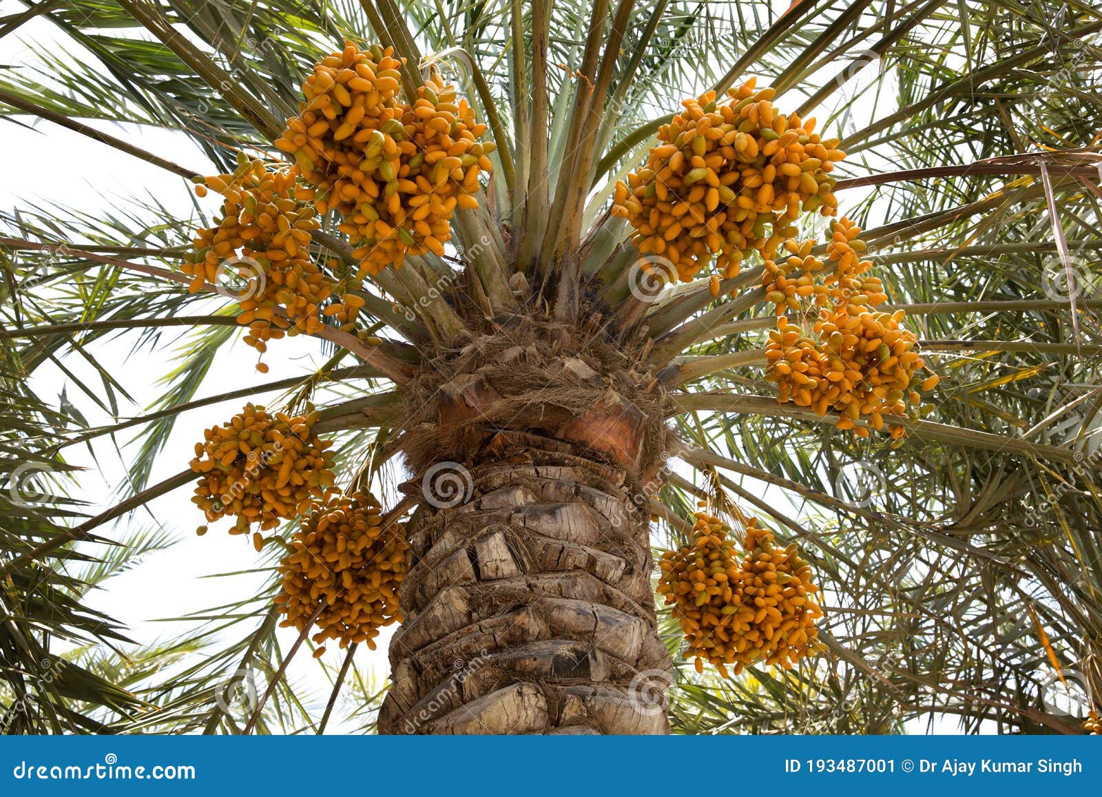 Dates Clusters On Tree Stock Photo | CartoonDealer.com #193487514