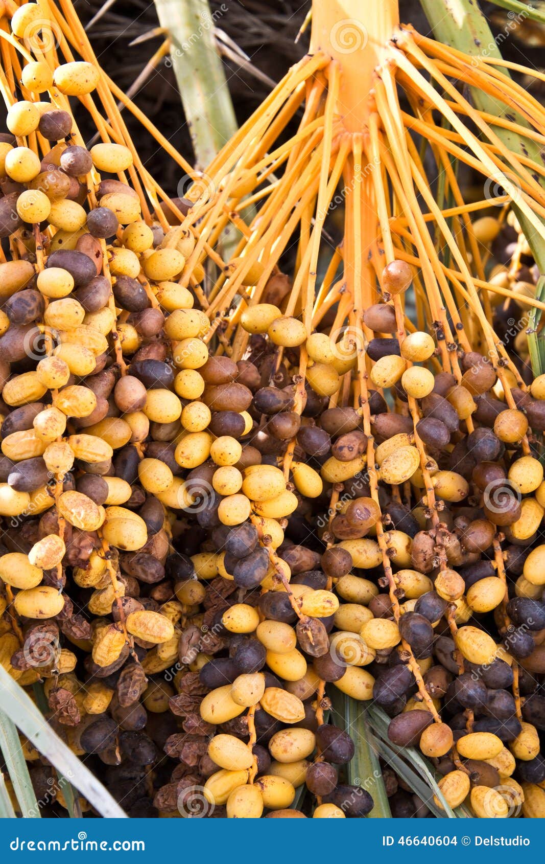 Dates on a date palm tree stock photo. Image of branch - 46640604
