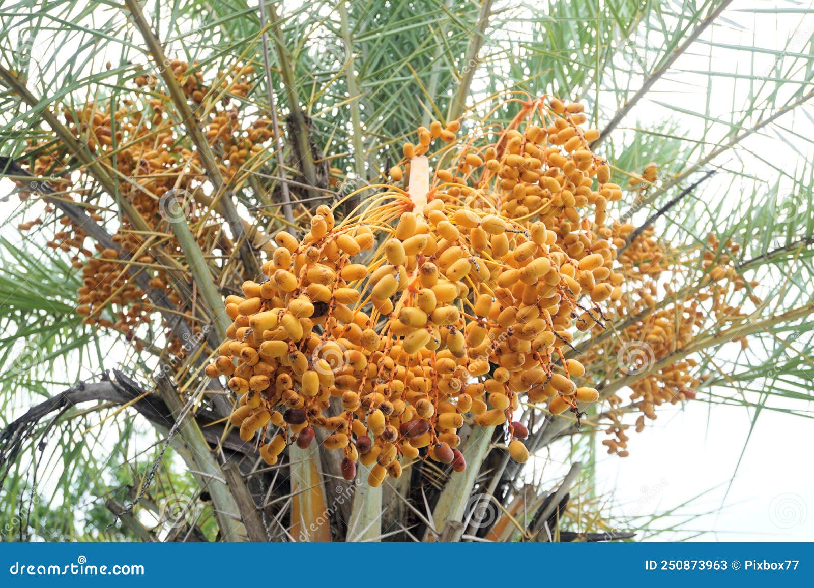 Dates on a Date Palm in the Wild Stock Image - Image of leaf, fruits ...