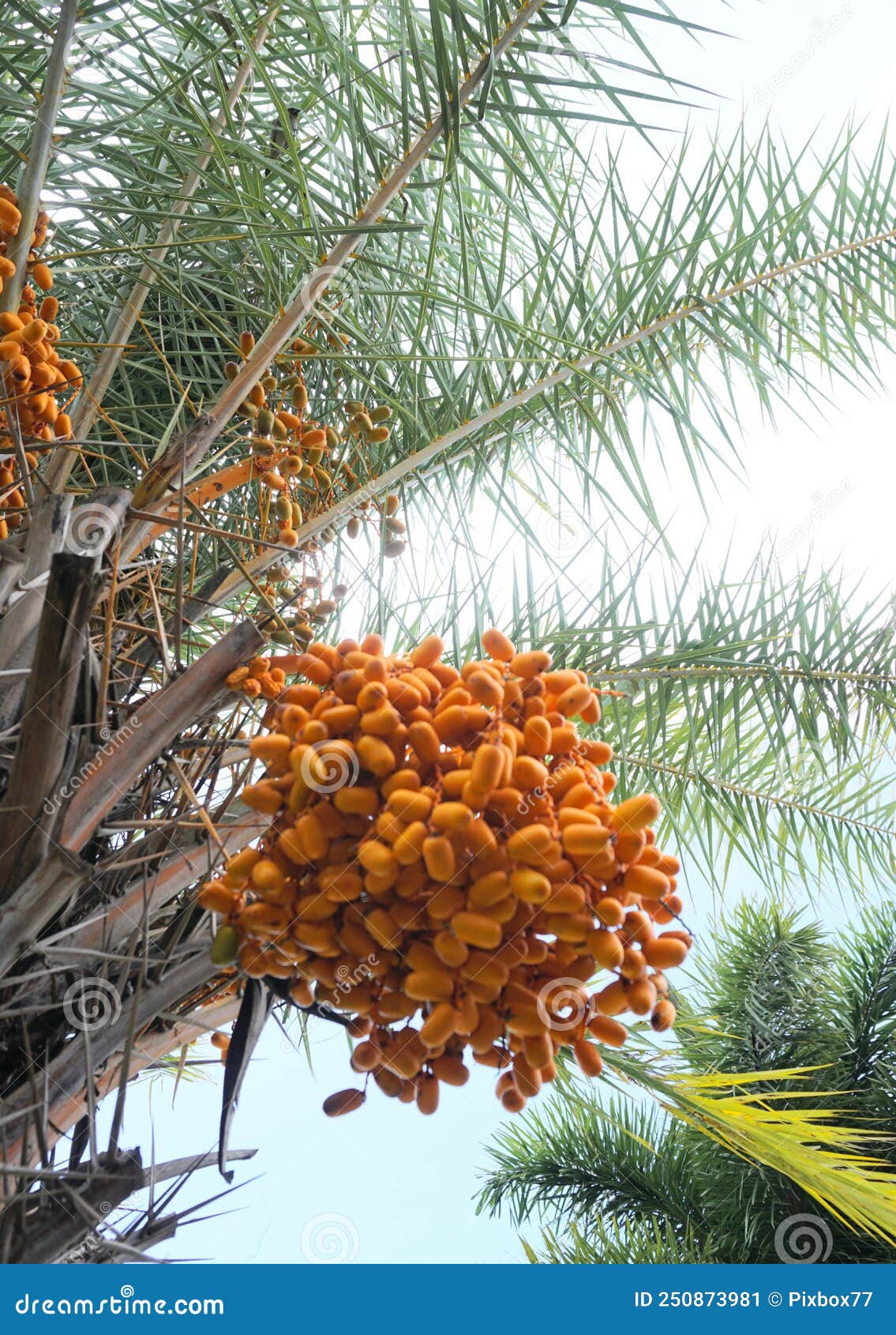 Dates on a Date Palm in the Wild Stock Image - Image of yield, tasty ...