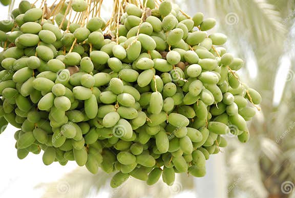 Dates fruit stock photo. Image of middle, delicious, food - 5459740