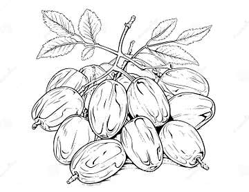 Dates Fruit Coloring Pages for Kids Stock Vector - Illustration of ...