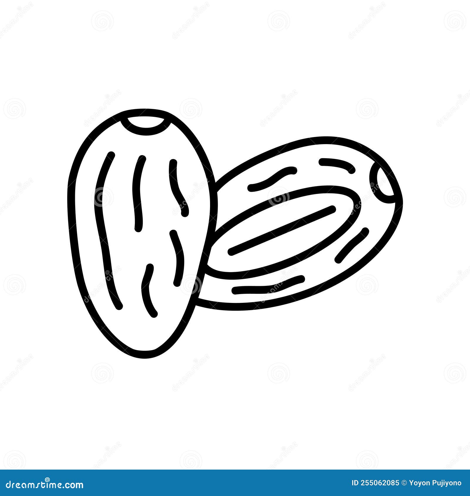 Arabian date seeds icon stock vector. Illustration of diet - 255062085