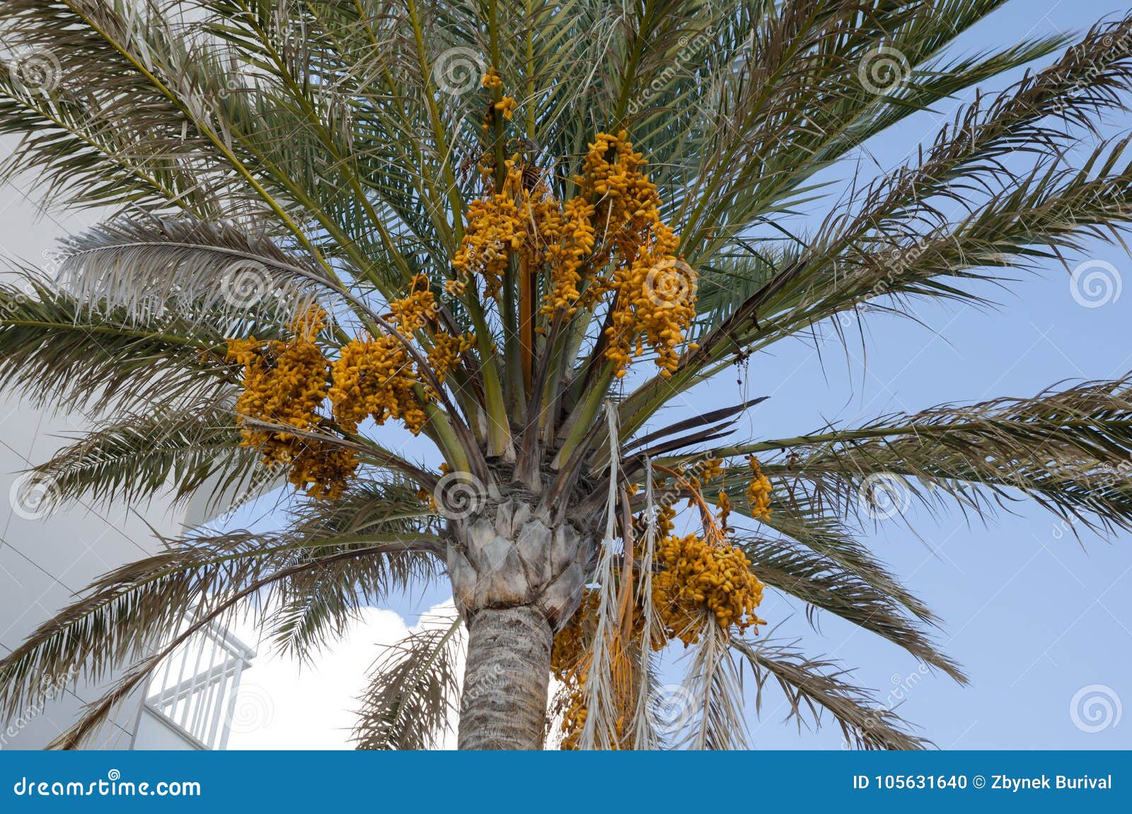 Dates Fruit on the Palm Tree Stock Photo - Image of exotic, edible ...