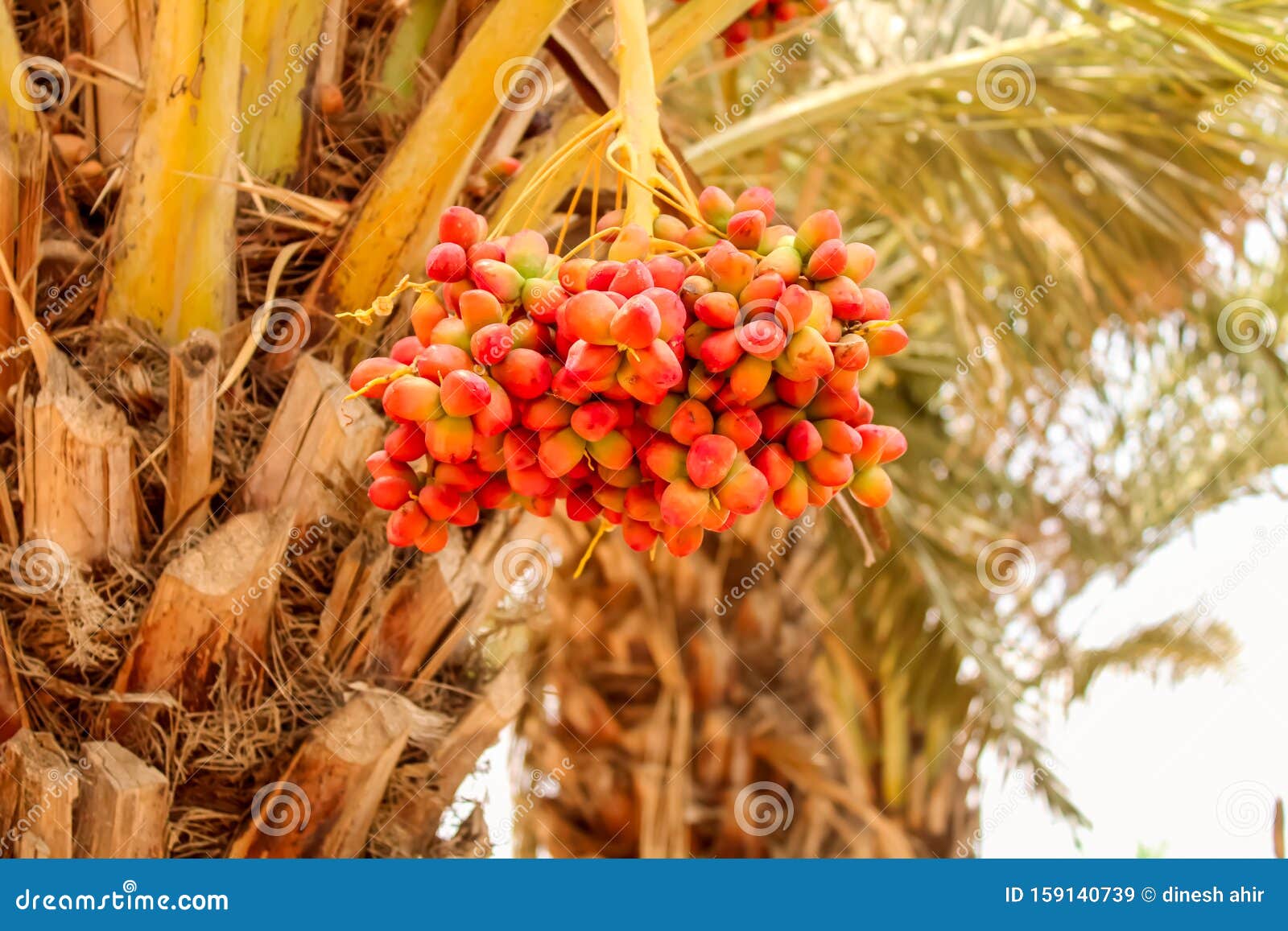 Dates Fruits on Tree Branch,dates on Tree,top View of Dates Stock Image ...