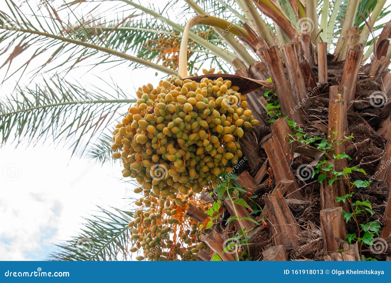 Dates Grow on a Date Palm after Rain Stock Image - Image of arabian ...