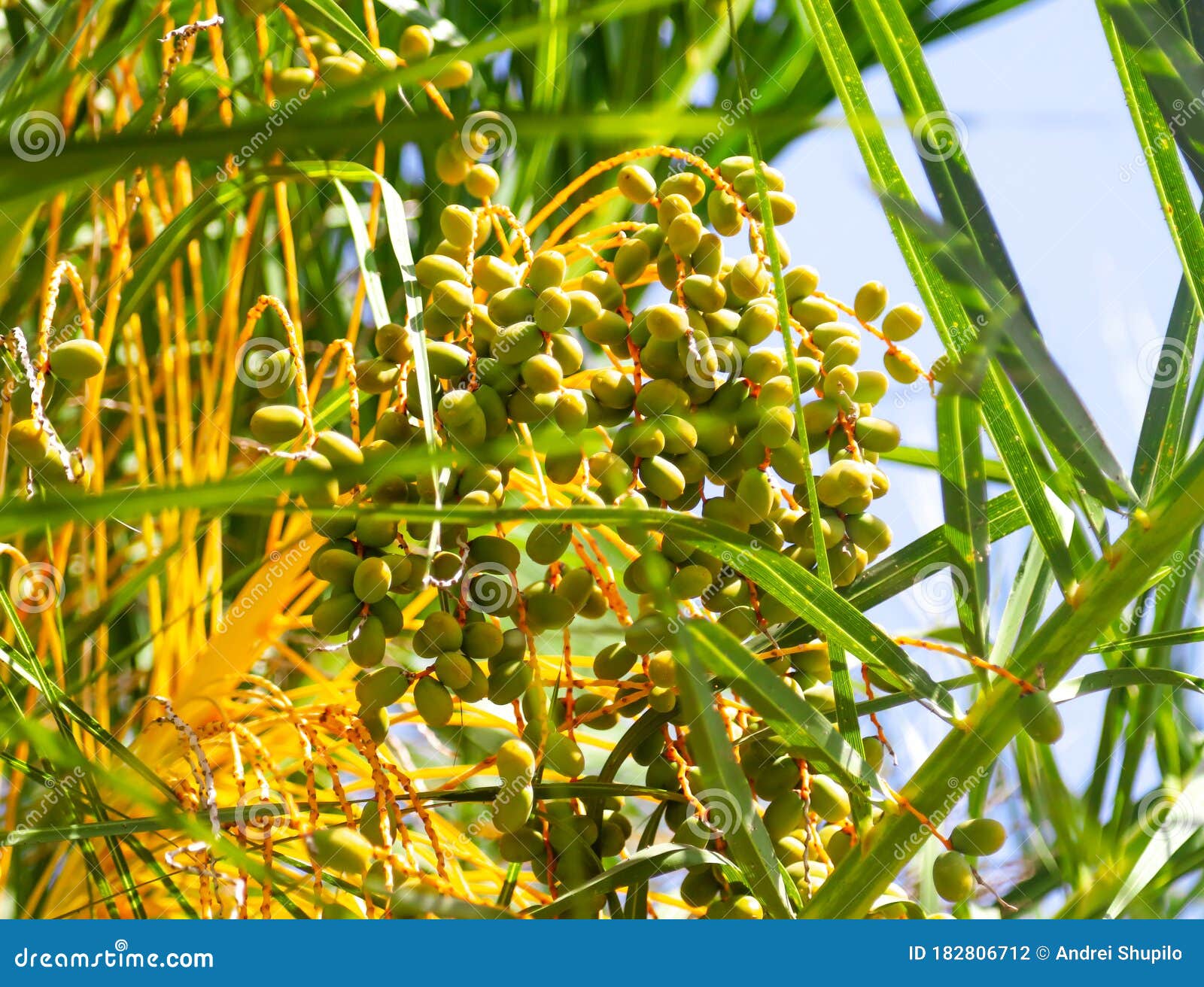 Dates grow on a palm plant stock photo. Image of ripe - 182806712
