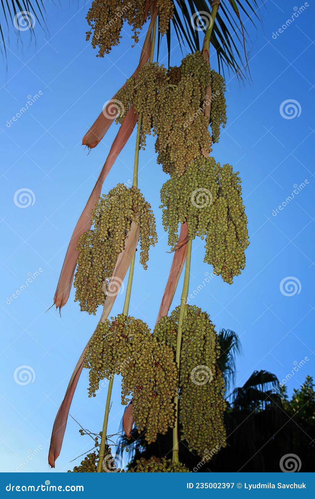Dates grow on a tree stock image. Image of grow, dates - 235002397