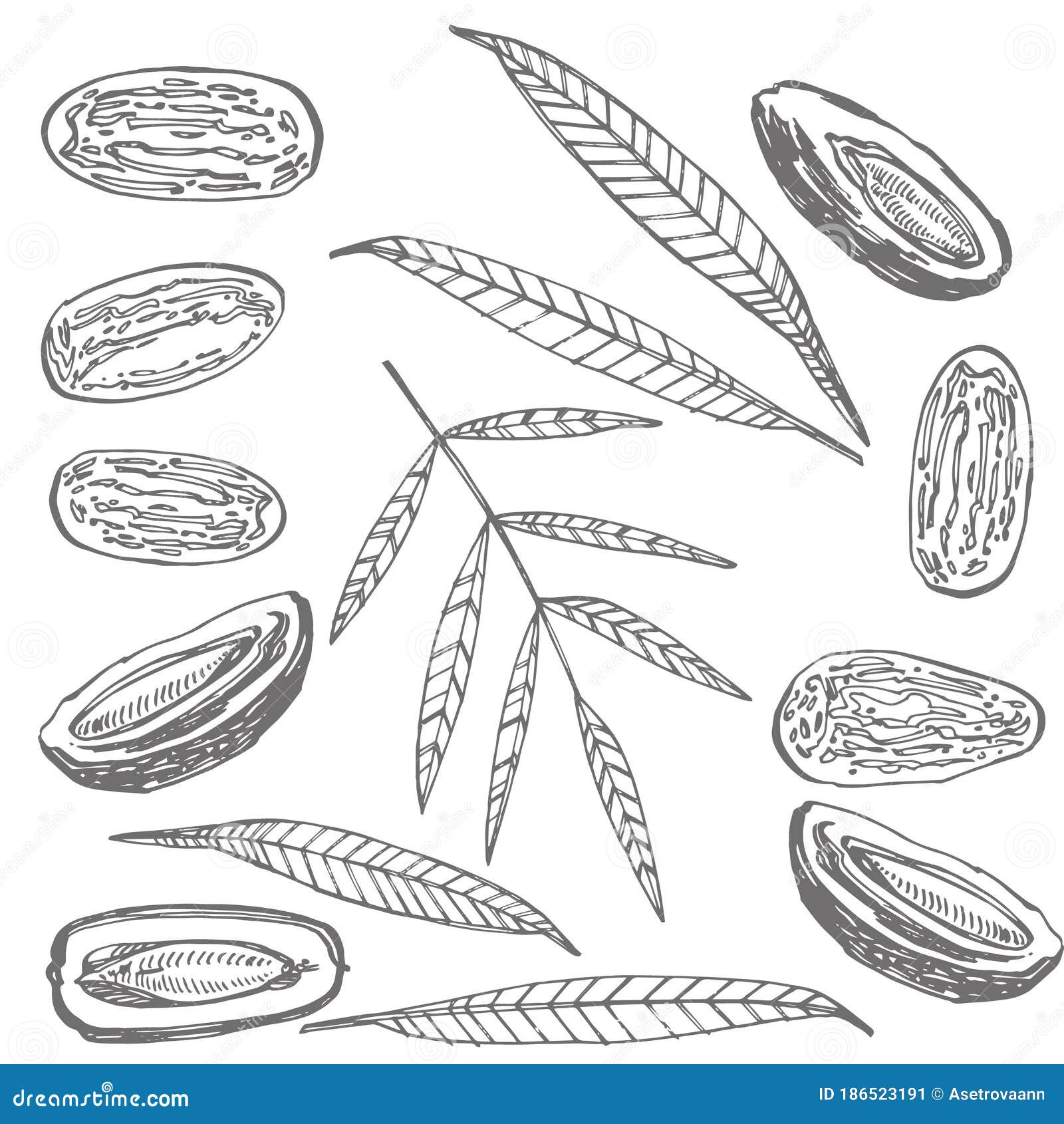 Dates, Hand-painted Watercolor Set Royalty-Free Stock Image ...