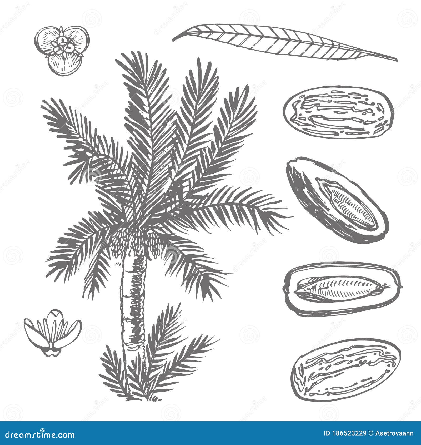 Dates. Hand Drawn Watercolor Illustrations on White Background. Vector ...