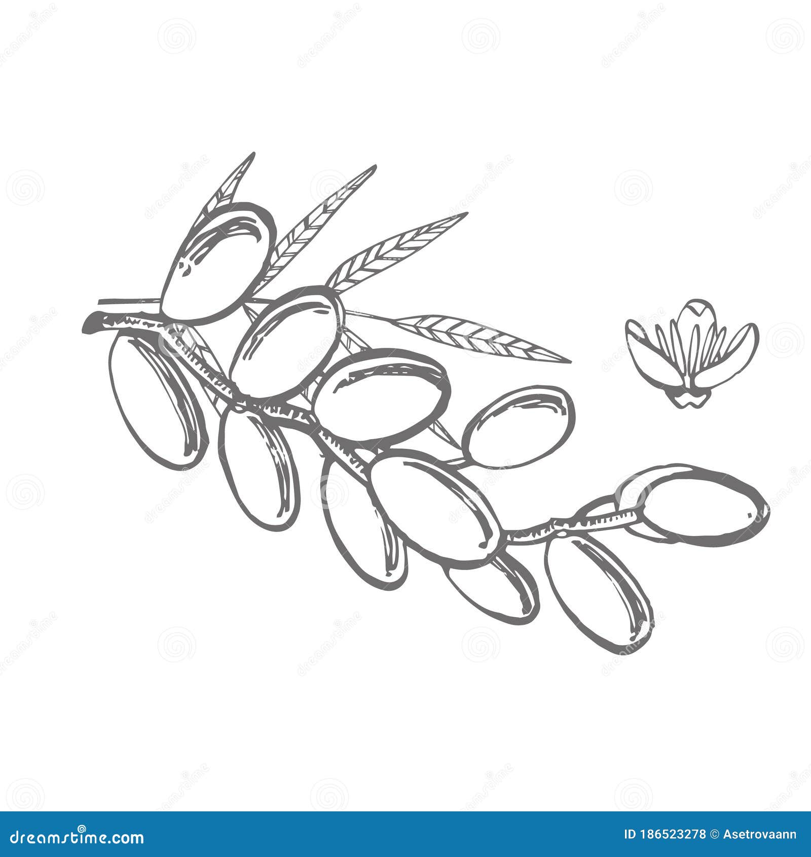 Dates. Hand Drawn Watercolor Illustrations on White Background. Vector ...